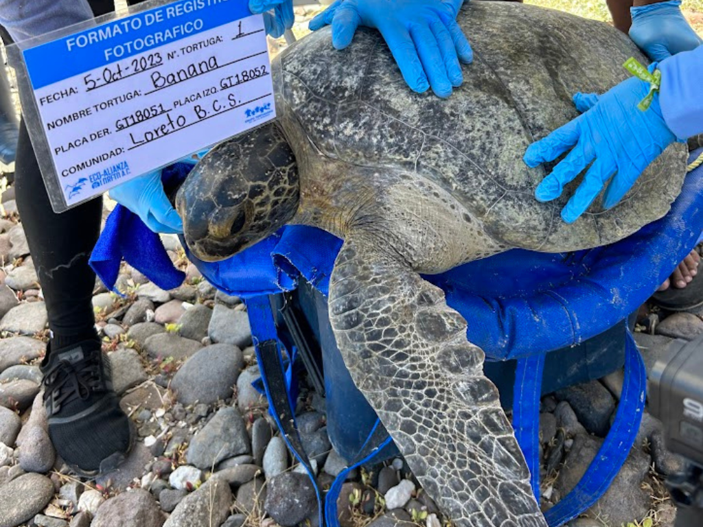 Galeria Tortugas Marinas