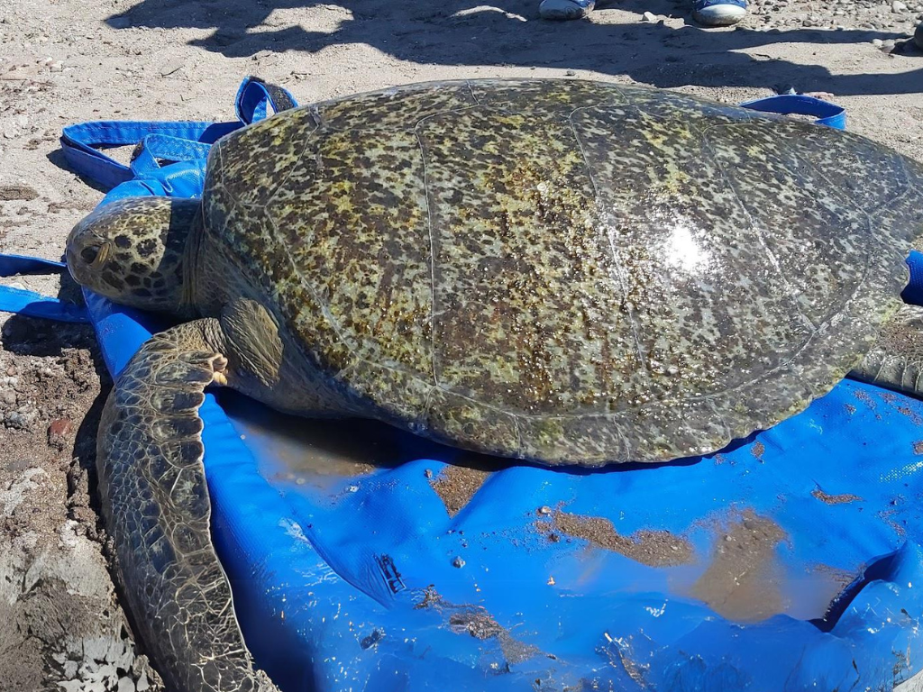 Marine Turtle Gallery