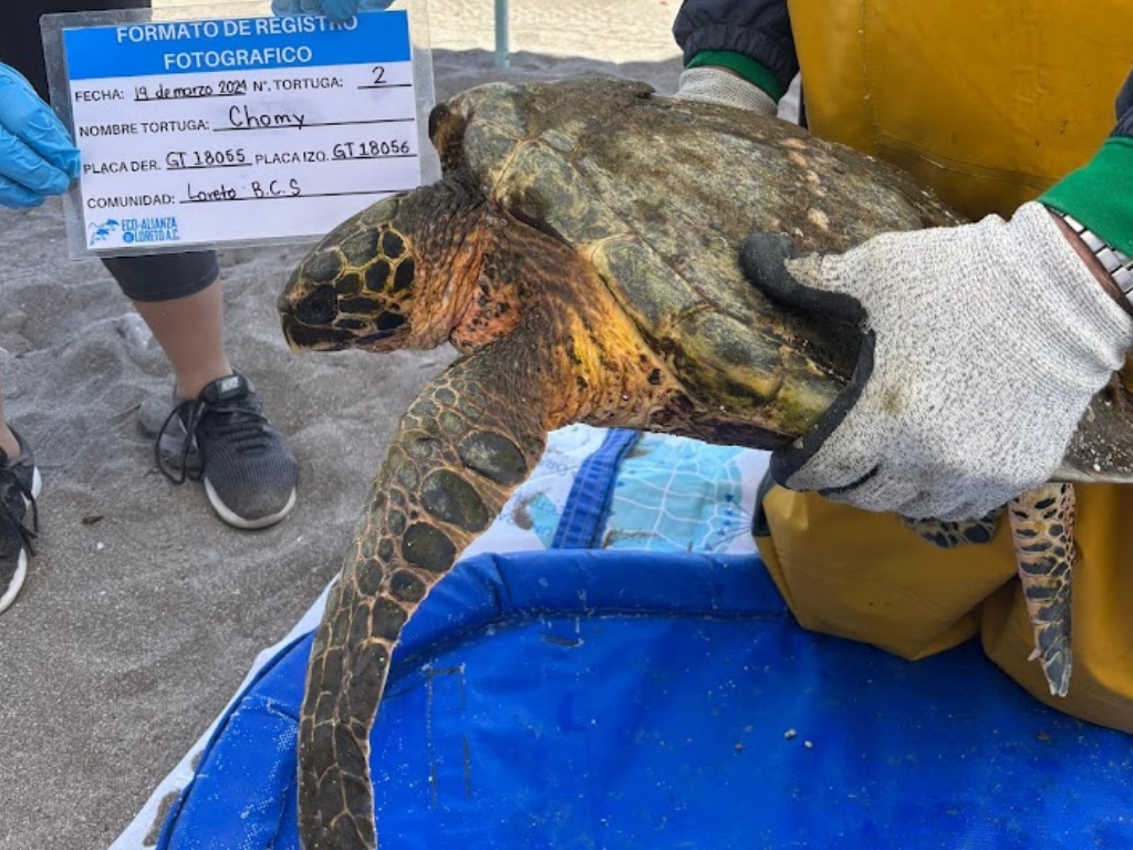 Galeria Tortugas Marinas