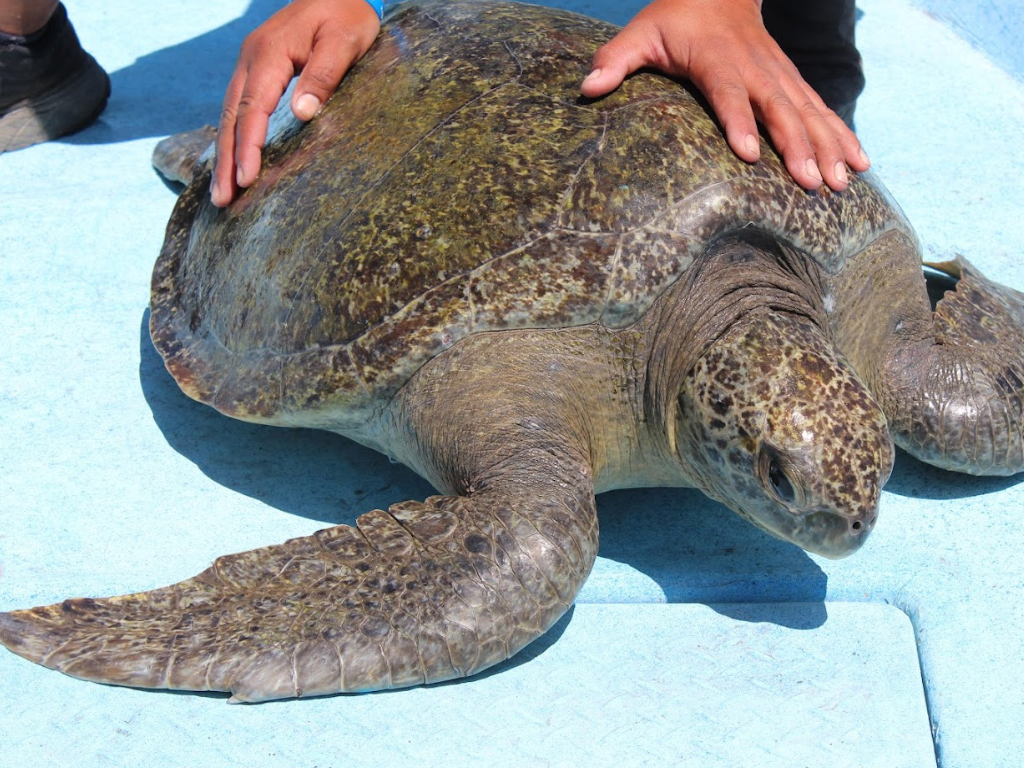 Galeria Tortugas Marinas