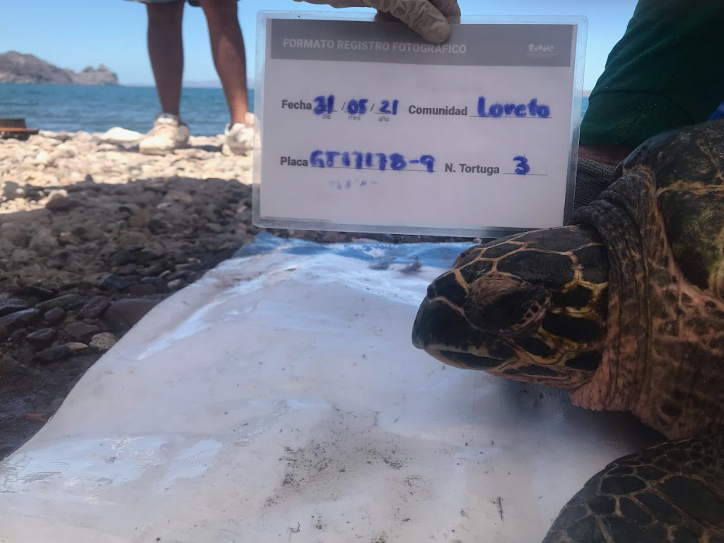 Marine Turtle Gallery