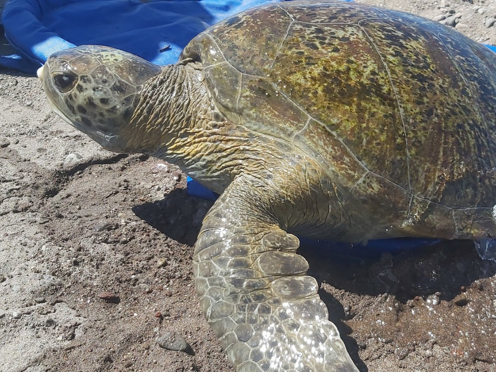 Marine Turtle Gallery