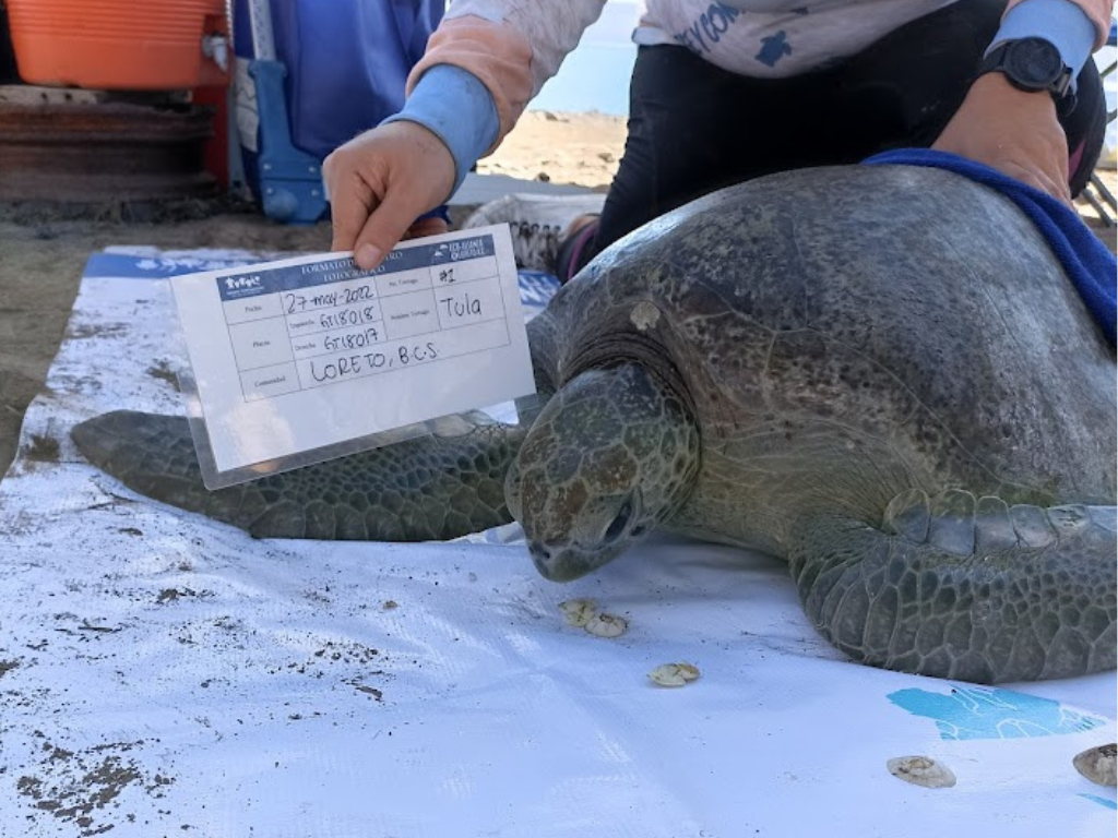 Galeria Tortugas Marinas